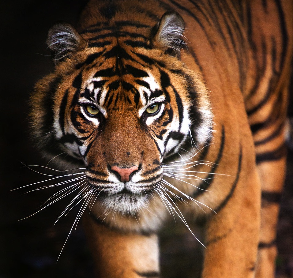 Extinction of Species